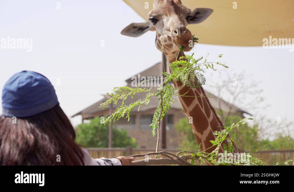 A giraffe Stock Videos & Footage - HD and 4K Video Clips - Alamy