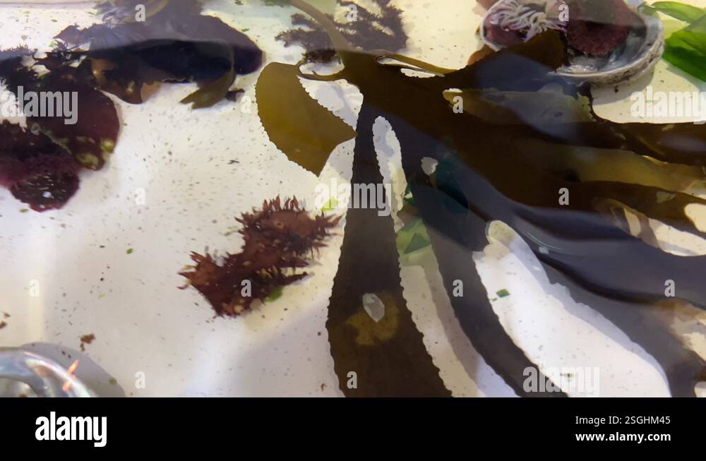 Sea bamboo, kelp,seaweed, sea lettuce, and hedgehog algae in a display pool Stock Video Footage ...