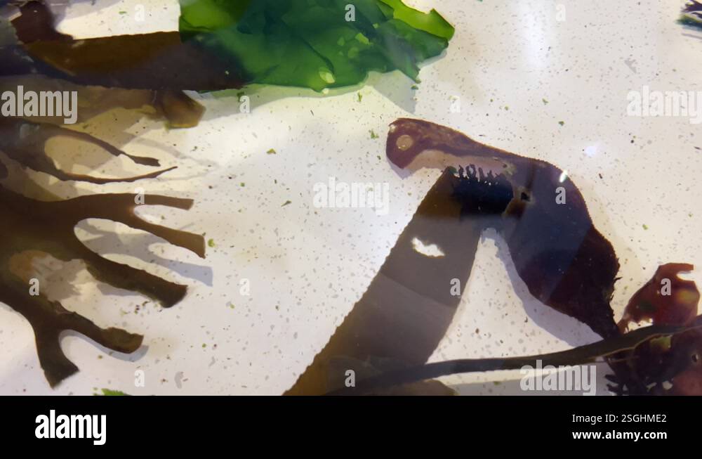 Weed display Stock Videos & Footage - HD and 4K Video Clips - Alamy