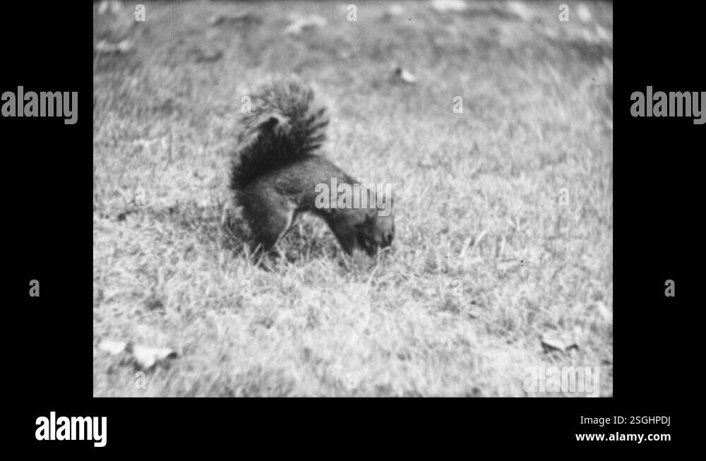 1940s: Squirrel burying an acorn. Trees with changing leaves. Group of ...