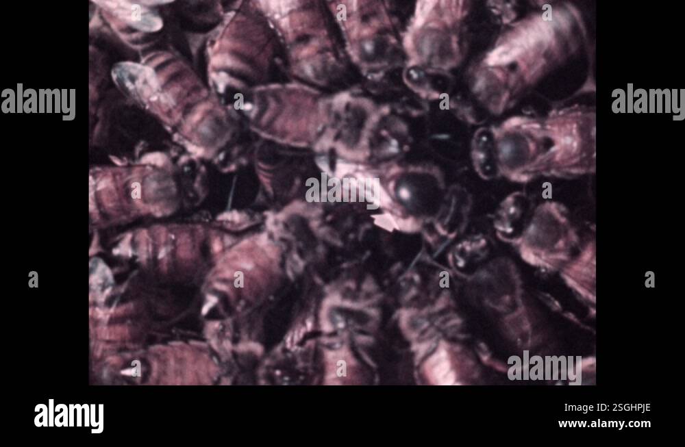 1950s: Exterior wooden bee box. Queen bee lays eggs. Bee larva grow in ...