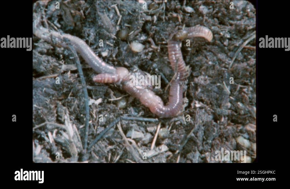 1980s: Soil, earthworms writhe. Diagram of earthworms mating Stock ...