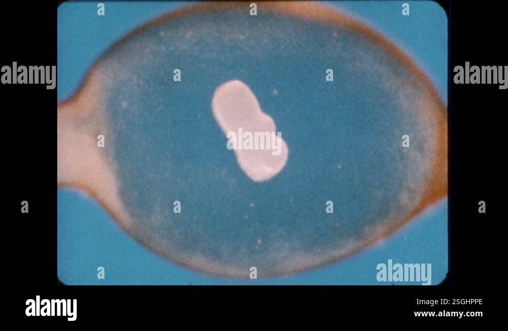 Transparent cocoon Stock Videos & Footage - HD and 4K Video Clips - Alamy