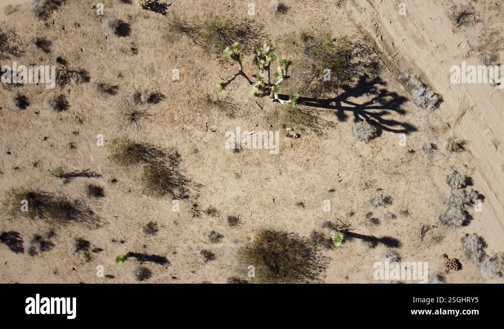 An aerial top down rotating desert view of Native American Joshua Tree ...
