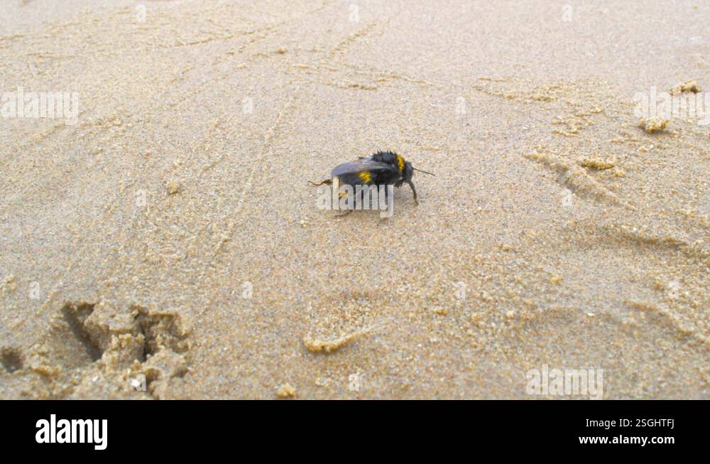 Large exhausted confused tired bumble bee wandering on sandy beach ...