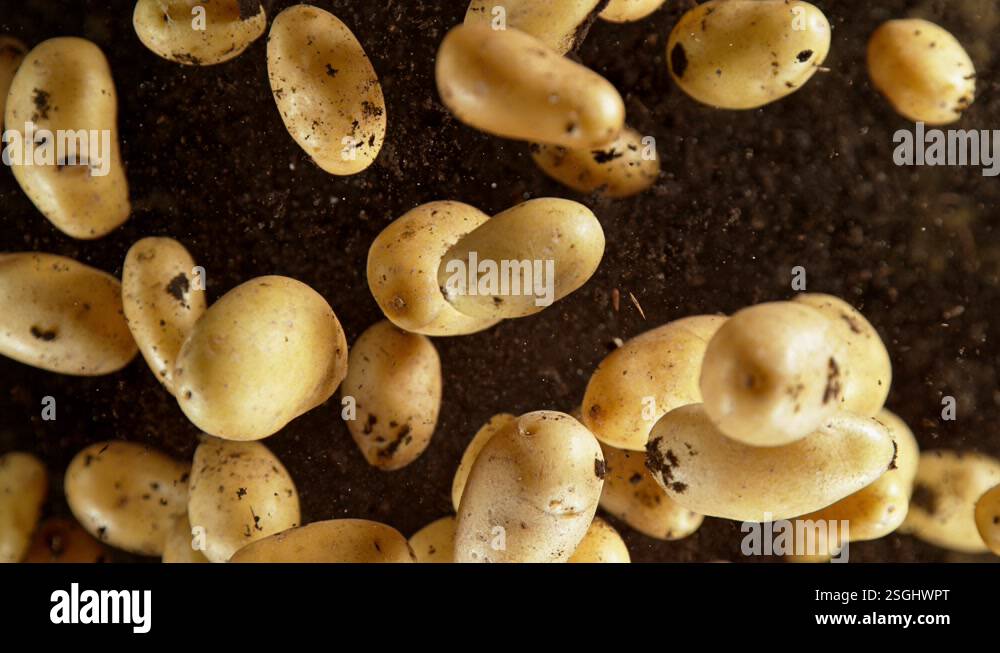 Super Slow Motion Shot of Potatoes Exploded From the Ground Towards ...
