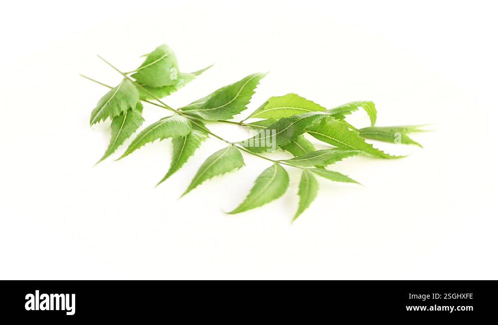Green Neem leaves on white background Moving 360° side shot Stock Video ...