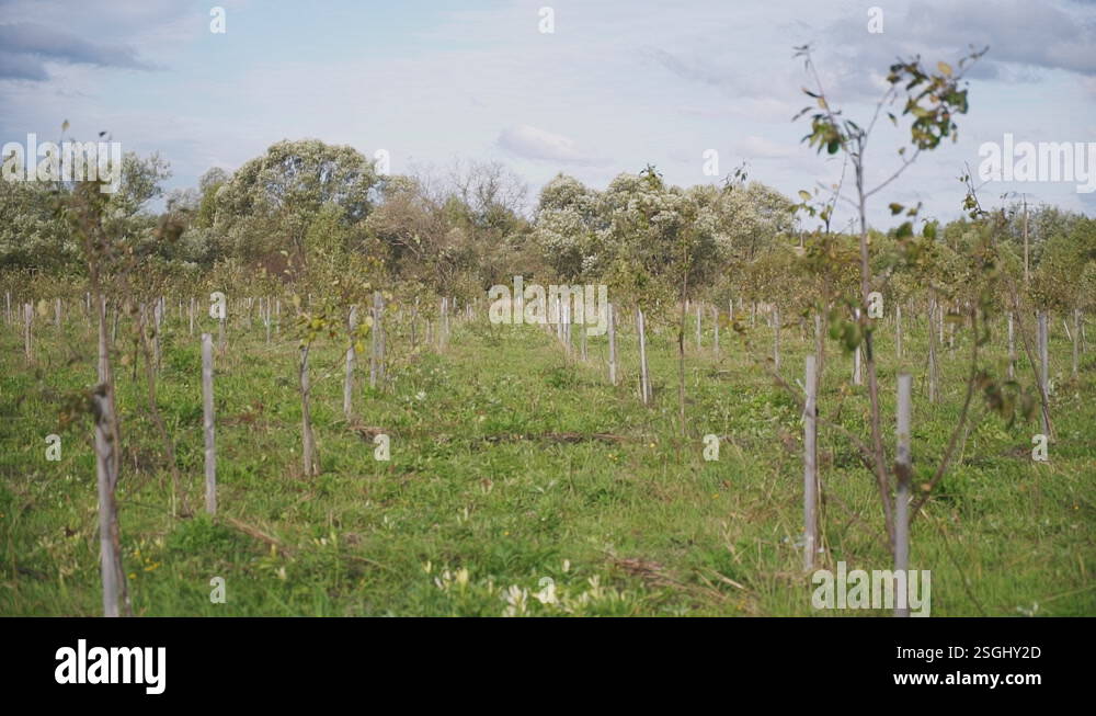 Growing fruit trees in the agricultural orchard for production of apple ...