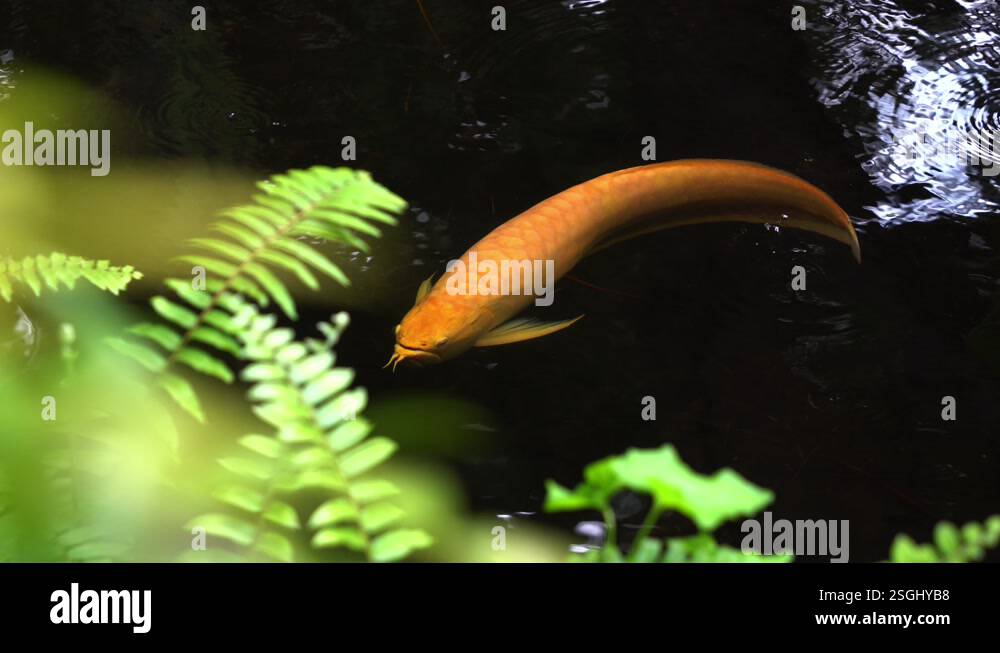 Single oriental golden koi fish, amur carp, cyprinus rubrofuscus ...