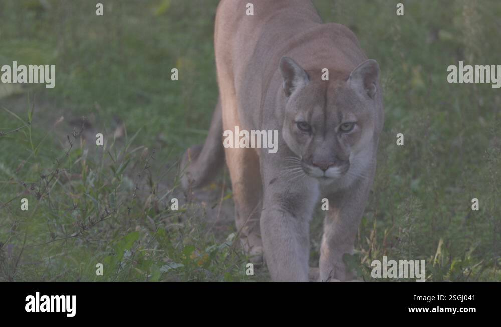 Beautiful Canadian Puma in forest. American cougar - mountain lion ...