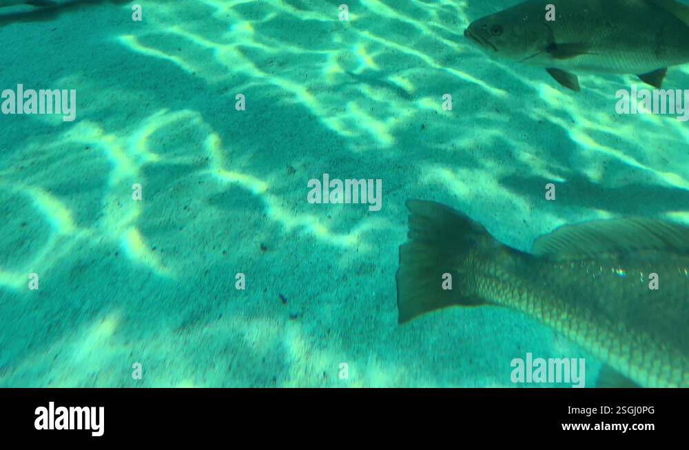 Close view of a giant dusky kob fish underwater at the bottom of the ...