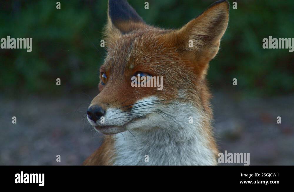 Beautiful watchful Red Fox staring off screen, then licks nose and ...