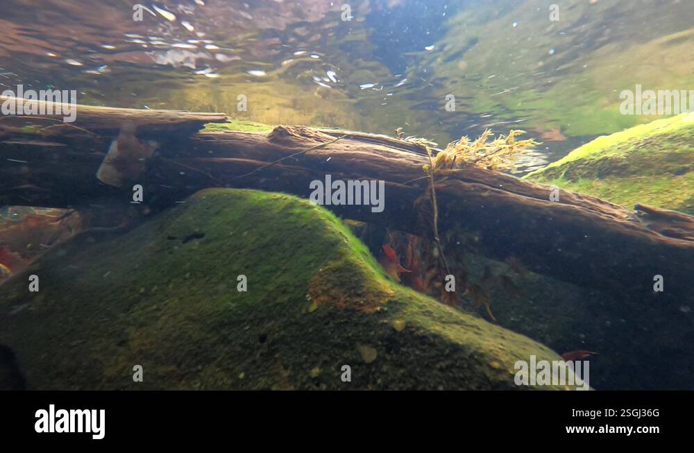 Dyken Pond Underwater Stock Video Footage - Alamy