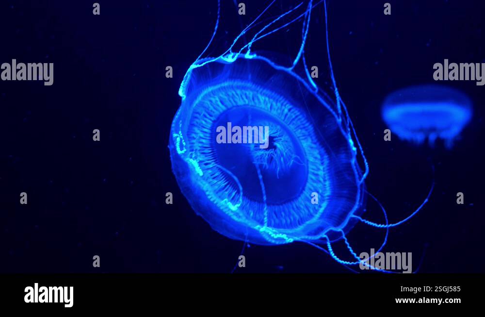 New genus and species of hydromedusa, crystal jelly, swimming and ...
