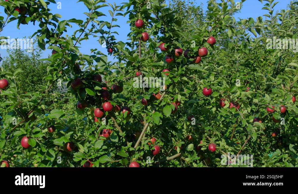 Panorama of the beautiful red apple tree in the orchard on the sunny ...