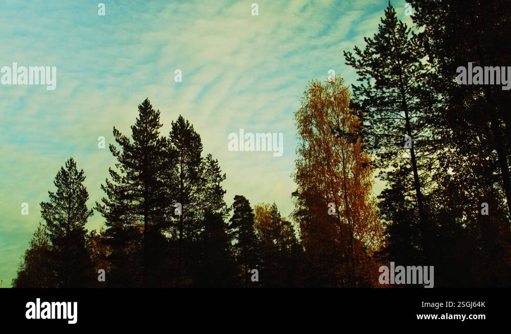 Sunset breeze timelapse as clouds drift above autumn forest leaves ...