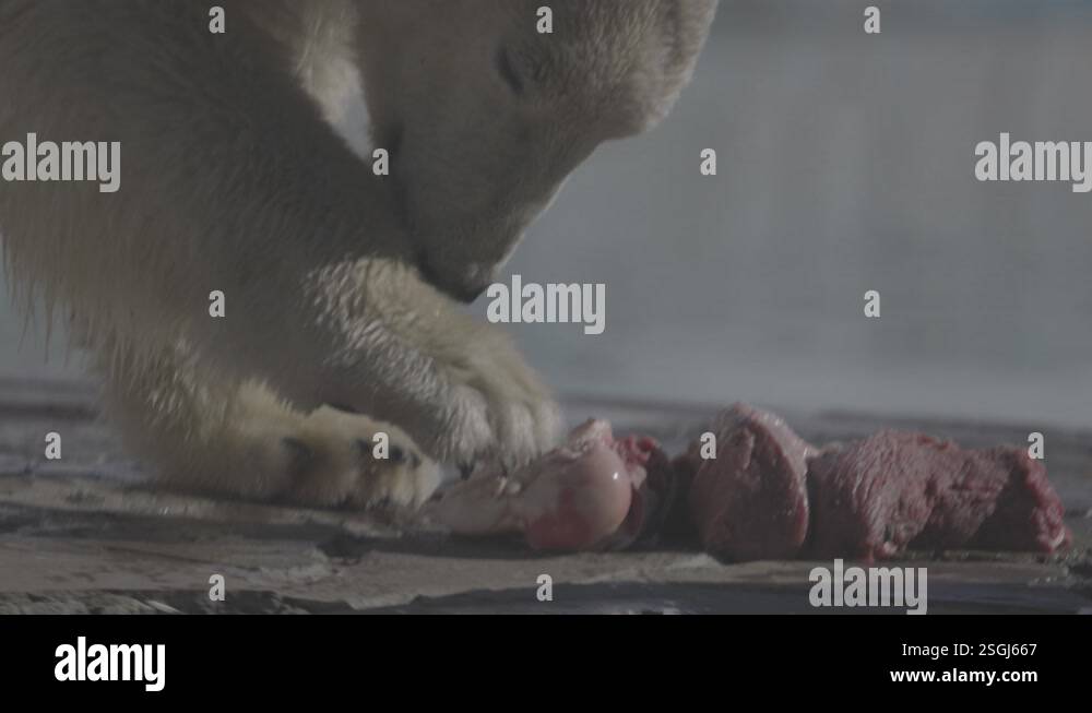 Beautiful Portrait footage of Polar bear in nature landscape. Polar ...