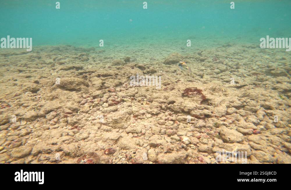Hawaii State Fish (Humhumu) Reef Triggerfish. Snorkeling POV in Hanauma ...