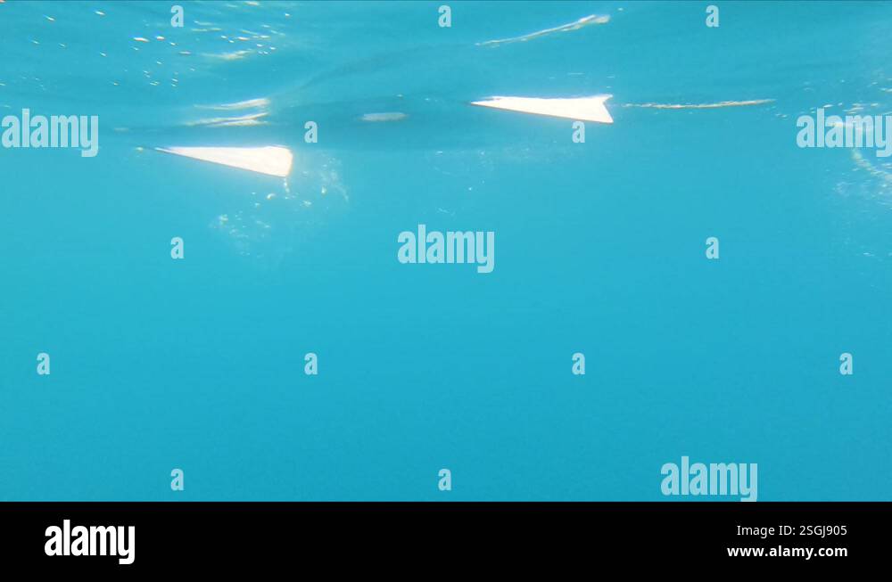 Underwater point of view of a shark jumping and attacking a rowing boat ...