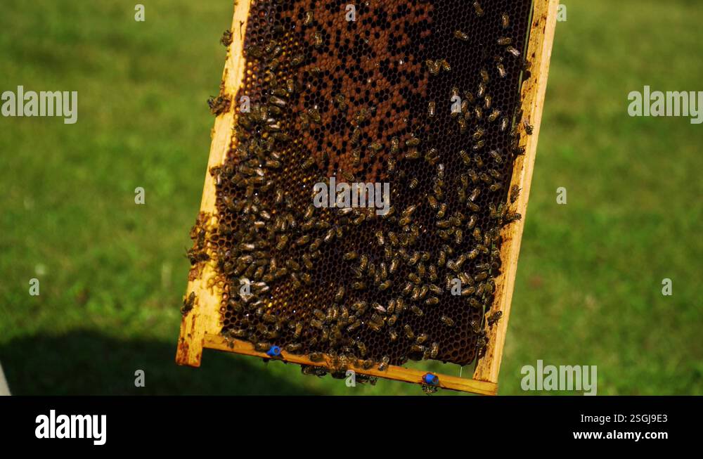 Beekeeper in a full uniform working and checking on the beehive Stock ...