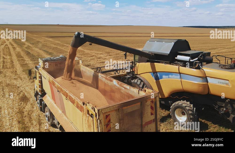 Combine unloading wheat during harvest. Field. Harvester in action ...