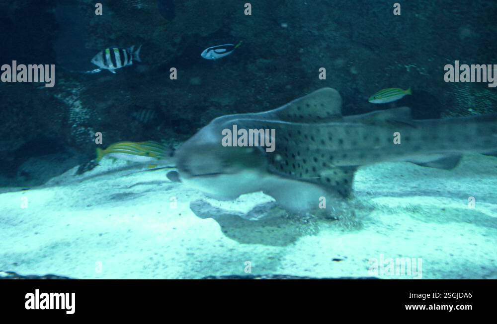 Close up showing the black dogfish shark swimming in clear water with ...