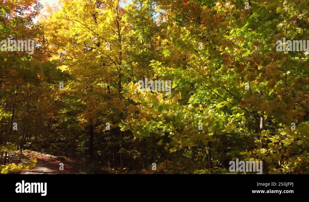 Cinematic crane shot of heavy wind blowing golden autumn leaves from ...