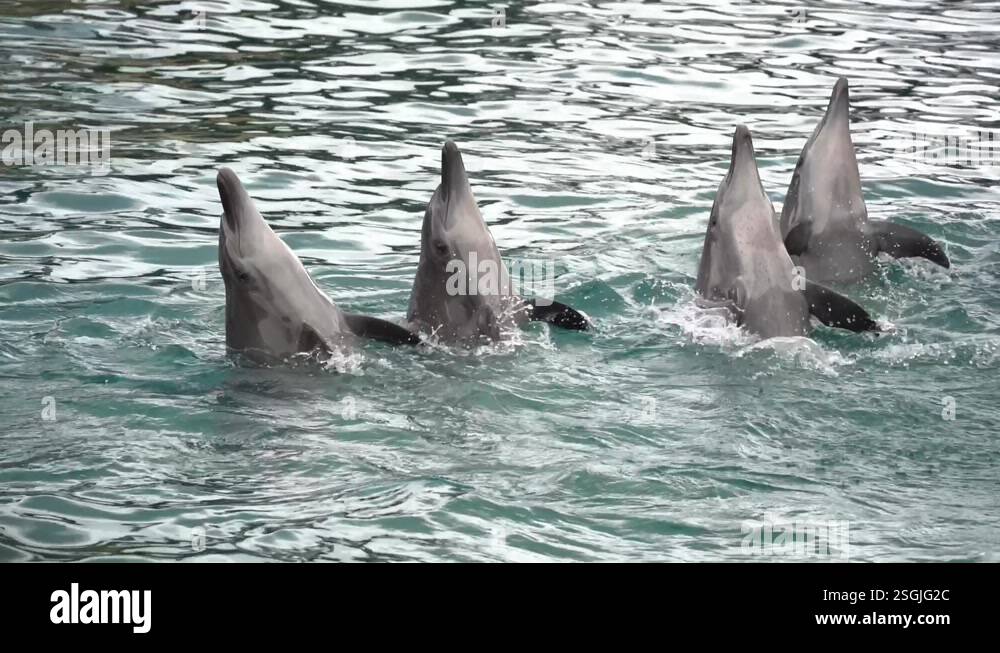 Captive common bottlenose dolphin, tursiops truncatus clapping with its ...