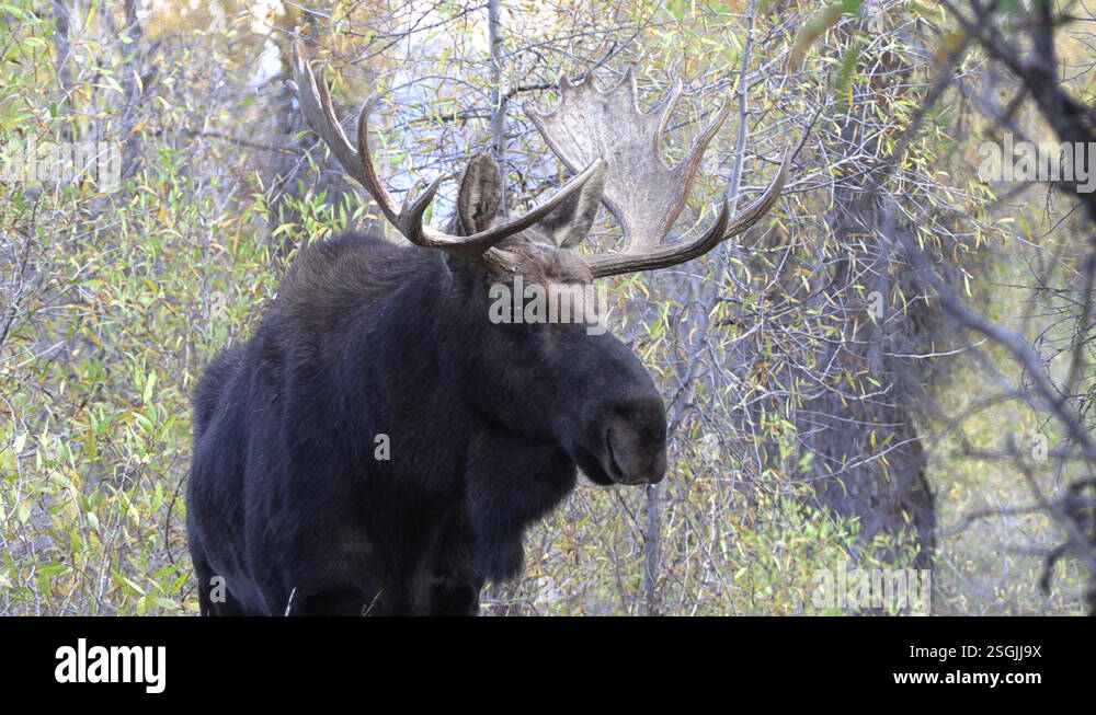 Bull Shiras Moose in Wyoming in Fall Stock Video Footage - Alamy