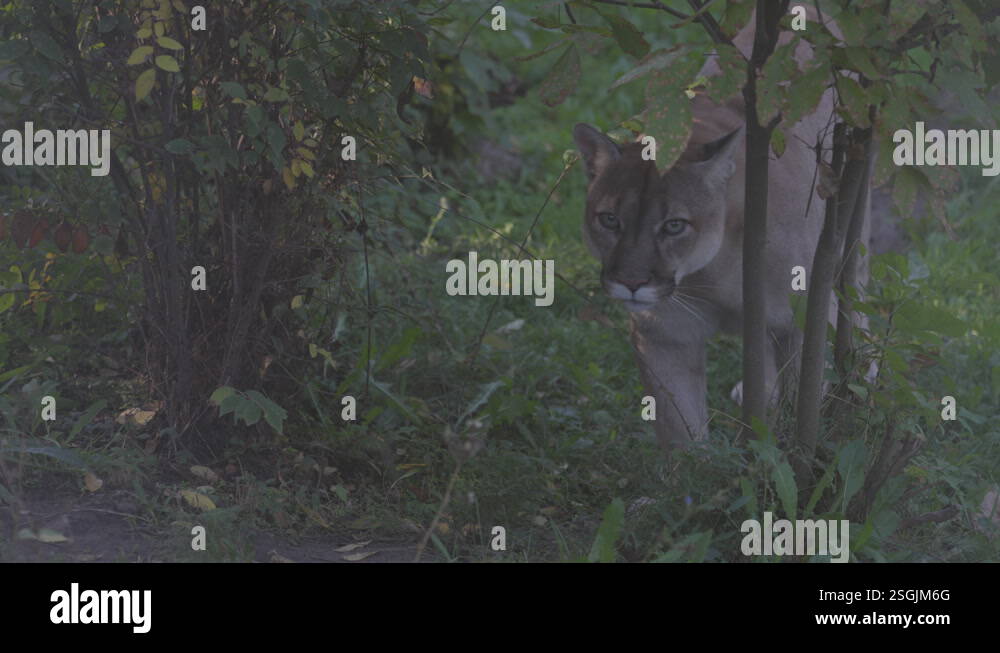 Beautiful Canadian Puma in forest. American cougar - mountain lion ...