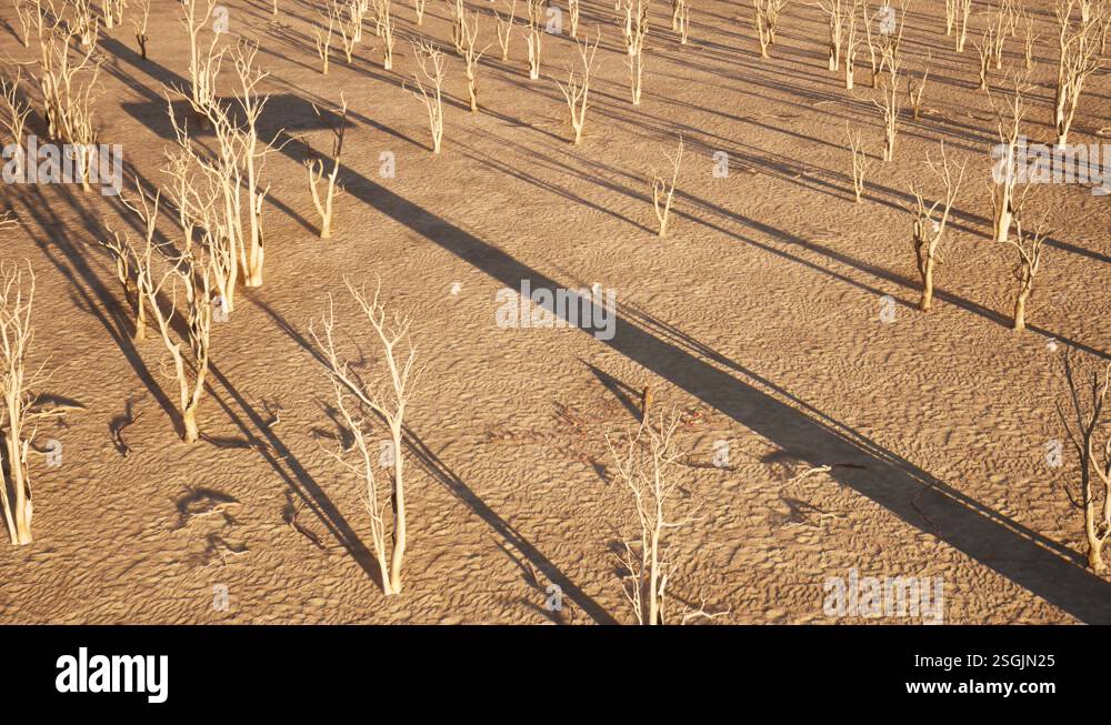 A shadow of a huge cross on the desert with dry trees, branches, and ...