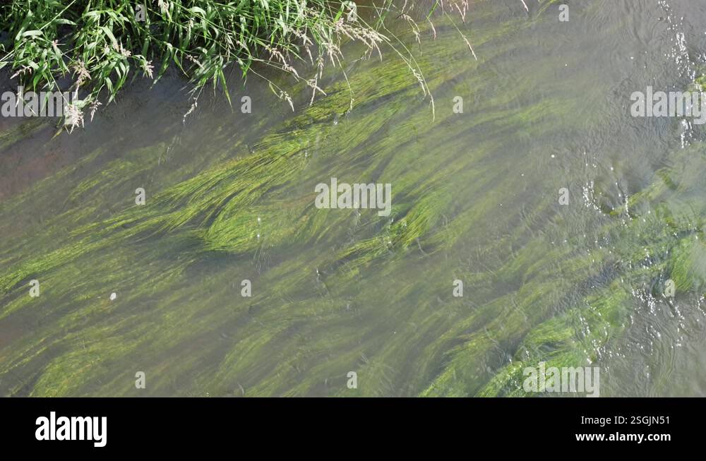 Green planet, river algae moves smoothly in the flowing water of the ...