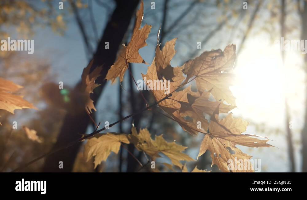 Leaves In September. Colorful Leaf At Fall Flowing On Wind. Yellow ...
