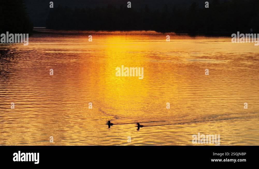 A pair of loons swim across lake reflecting golden hour sunset Stock ...
