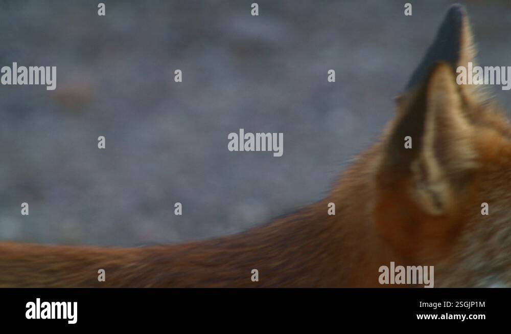 Profile portrait of red Fox taking food from person's hand, pan right ...