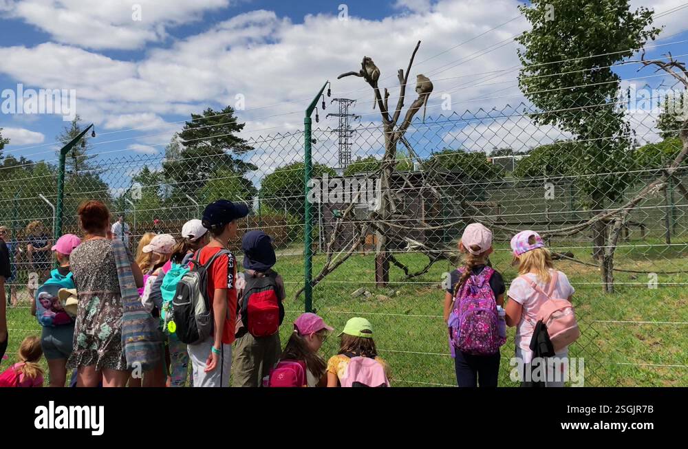 Children school trip zoo Stock Videos & Footage - HD and 4K Video Clips ...