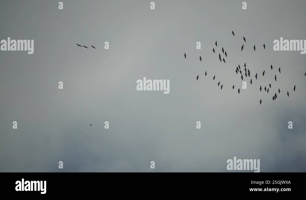 Flying flock of the birds in the sky. Flock of Cranes in flight ...