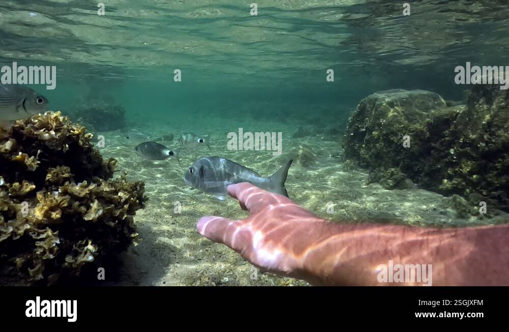 Trying to catch with hand an isolated saddled sea bream fish swimming ...