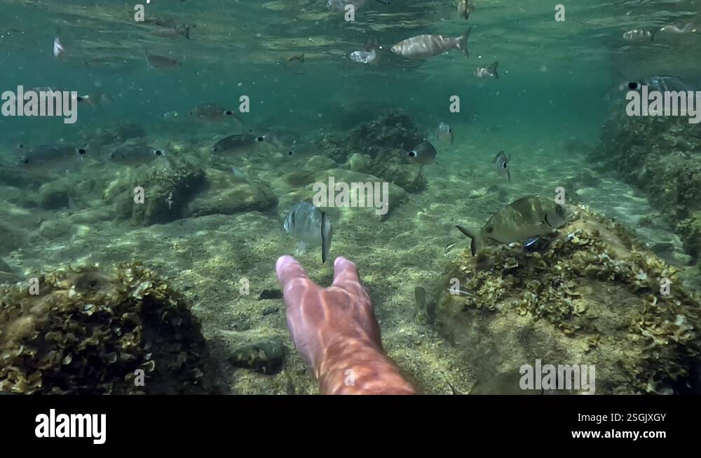 Trying to grab with hand an isolated saddled sea bream fish swimming ...