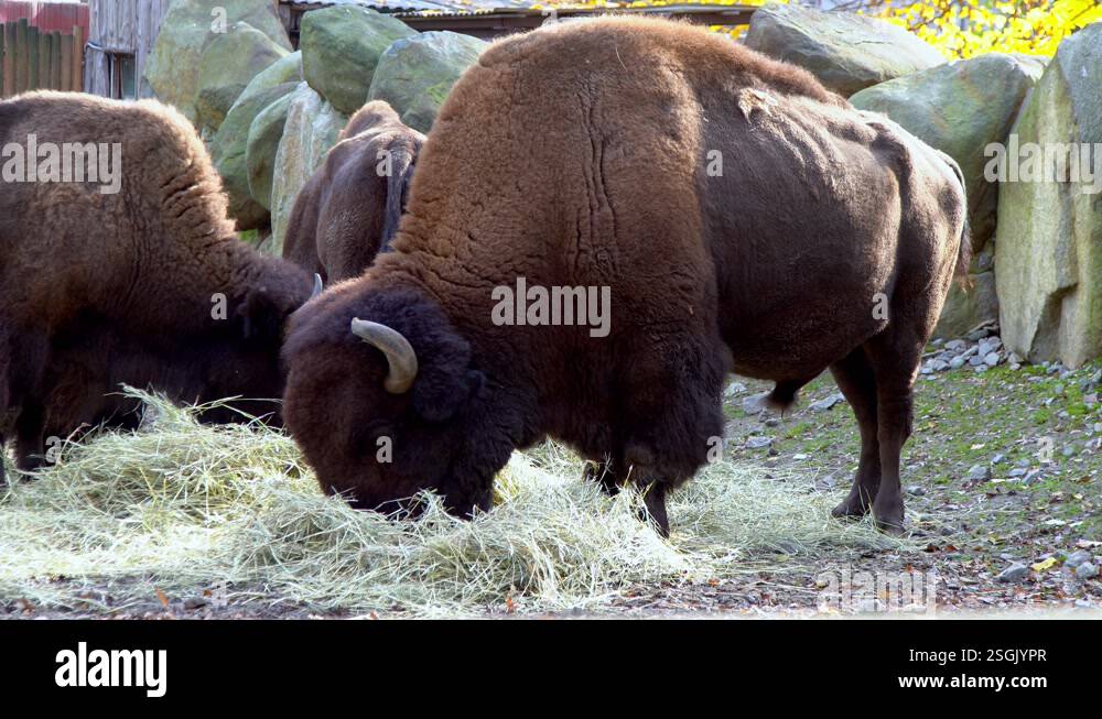 Bison artiodactyl bull grazes and eats. Yak food. The big animal is ...