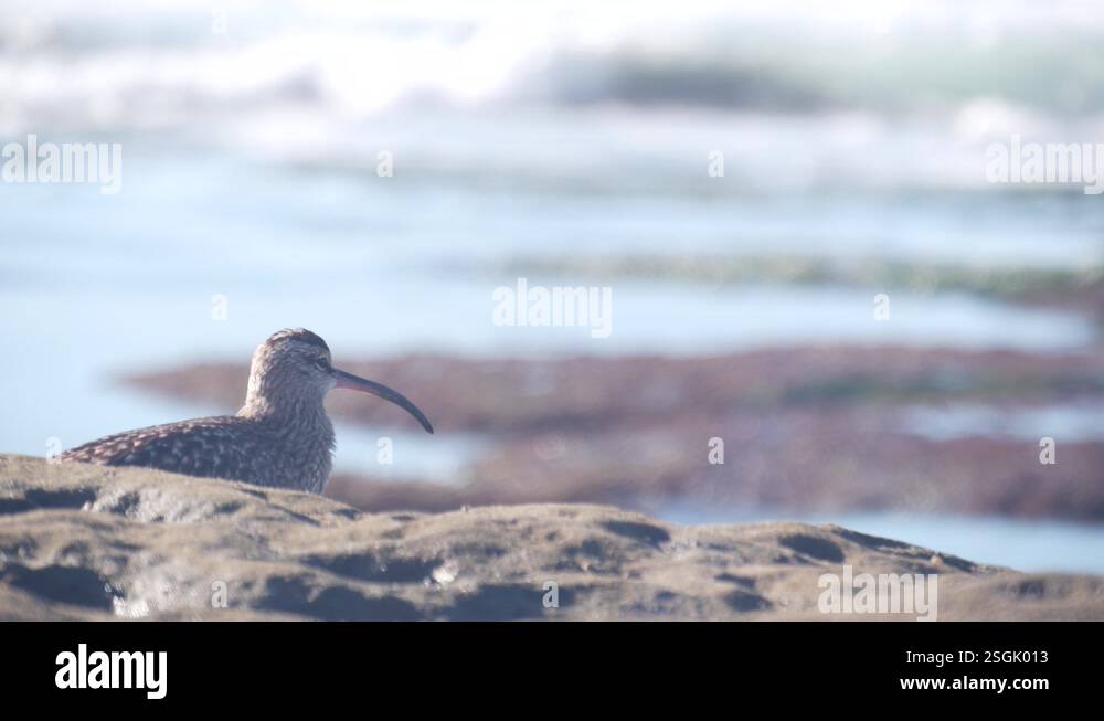 Whimbrel bird in tide pool, wild curlew shorebird in tidepool ...