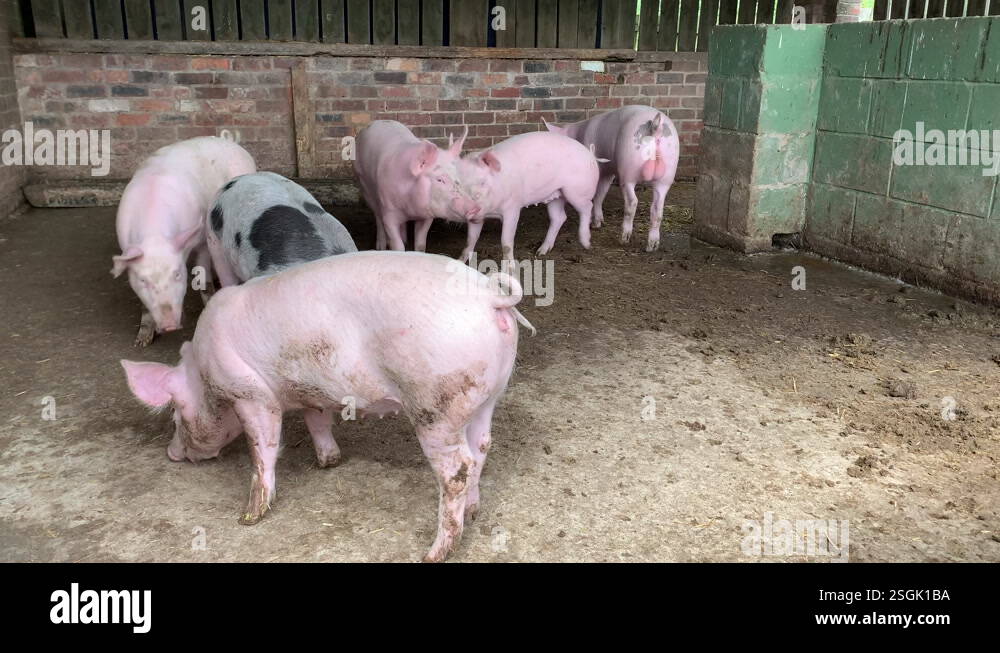 Pigs in a pen in England UK 4K Stock Video Footage - Alamy