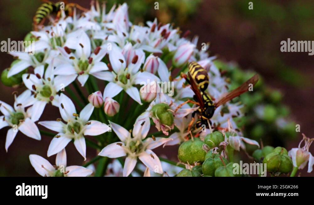 a fat wasp Stock Video Footage - Alamy