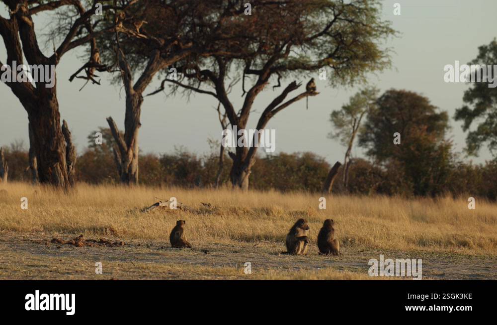 Wide clip of a baboon troop beside an open pan in early morning side ...