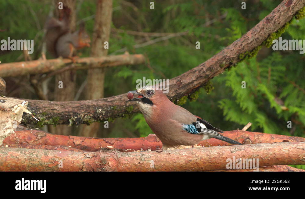eurasian jay red squirrel animals feed 4K natural world norway Stock ...