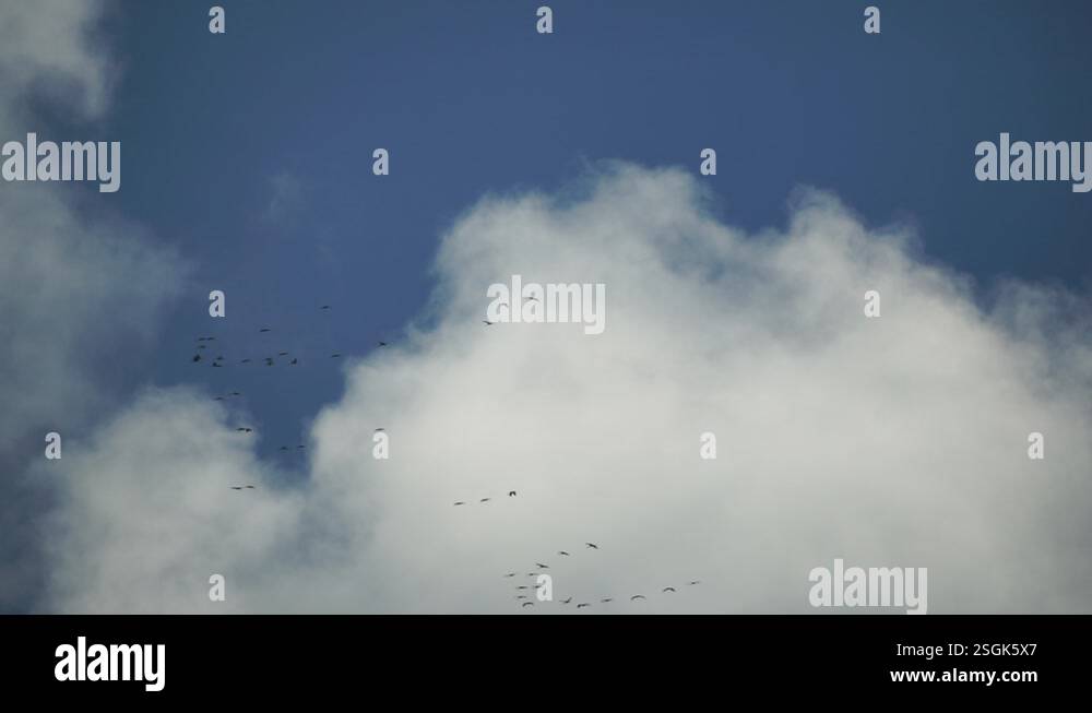 Flying flock of the birds in the sky. Flock of Cranes in flight ...