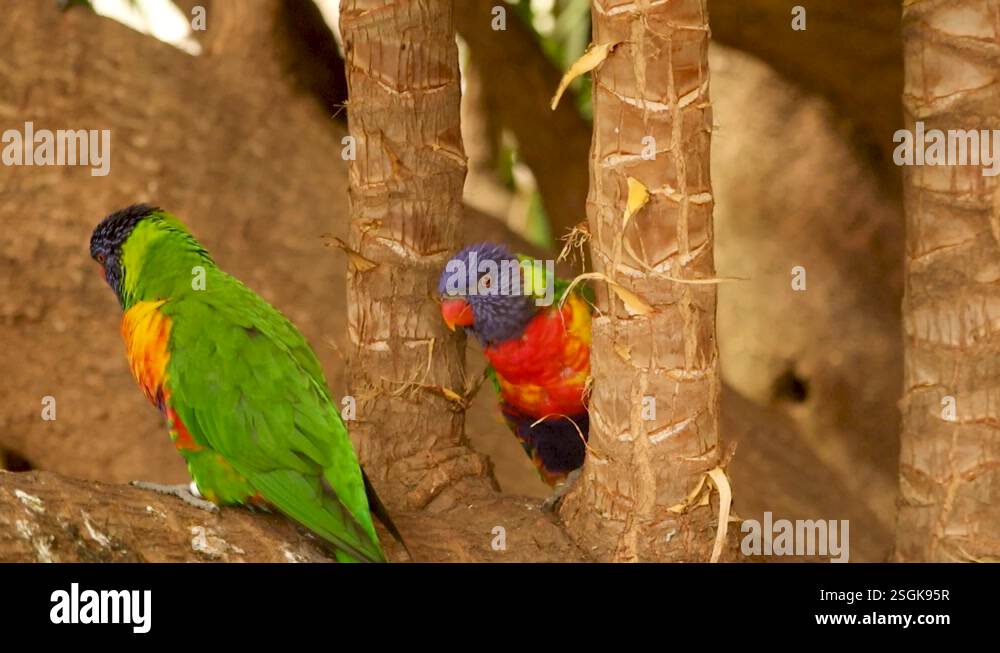 Pretty birds in tree Stock Videos & Footage - HD and 4K Video Clips - Alamy