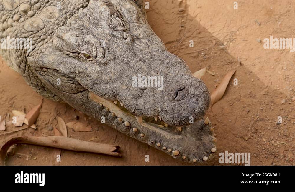 Alligator crocodile face Stock Videos & Footage - HD and 4K Video Clips ...