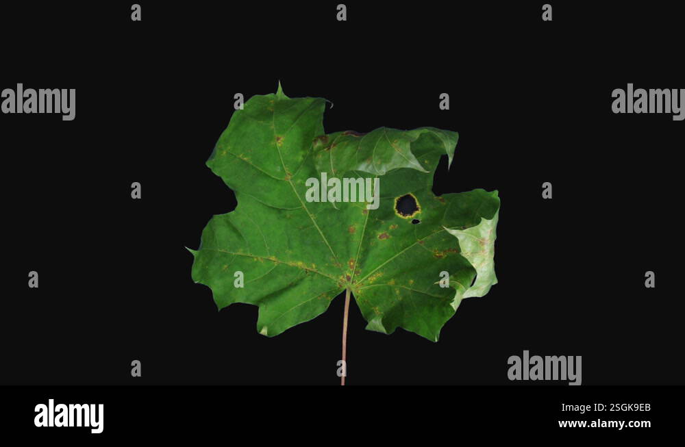 Time lapse of drying Maple leaf in RGB + ALPHA matte format Stock Video ...