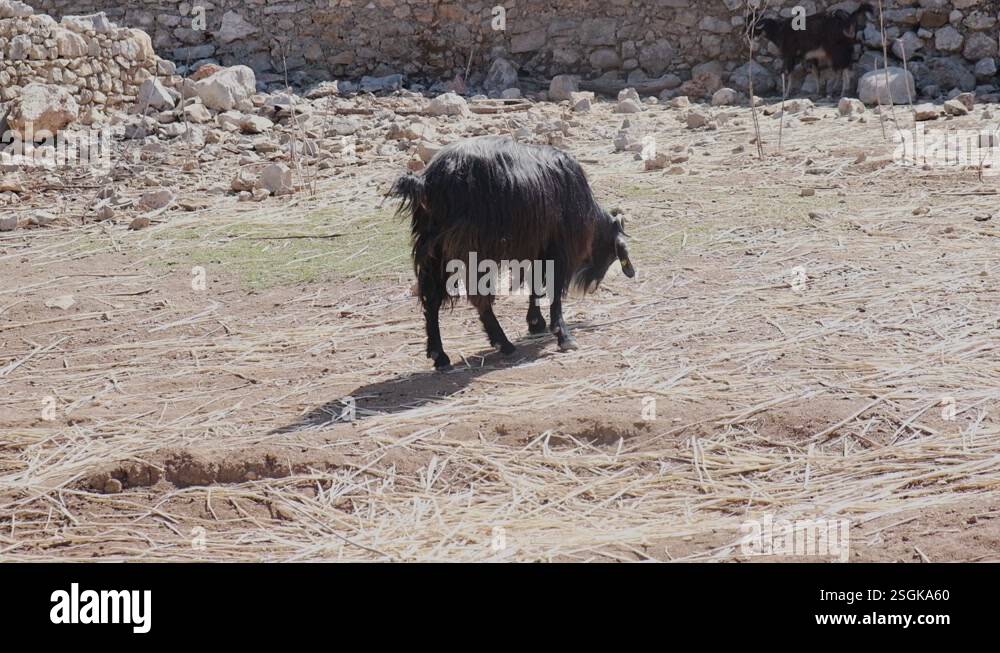 Black Goat eating grazing grass on a field at village countryside ...